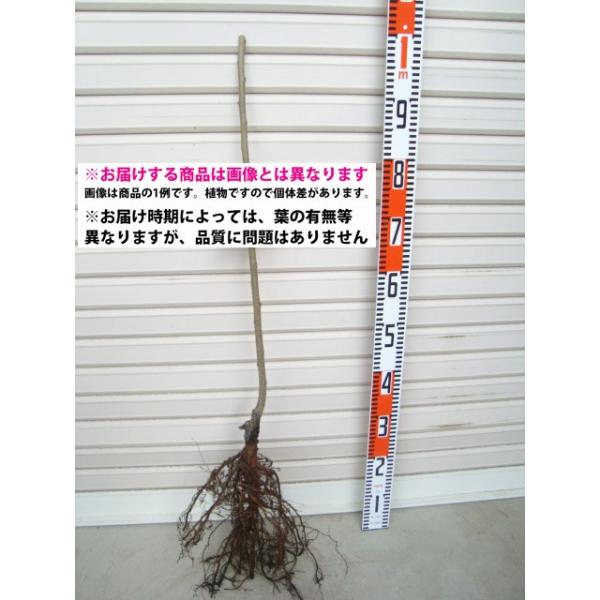 《予約販売商品について》■■発送は２０２６年１月中旬以降を予定しております■■配送日時指定をご希望の方は２０２６年１月２０日以降でご指定下さい（※ご指定がない場合は最短にて発送）※通常発送商品や発送月の異なる予約販売商品との同一カートでのご...