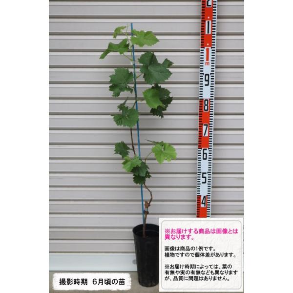 この品種は種苗登録されています。苗木の利用に際しては条件が付与されていることがございます（公示（農水省ＨＰ）参照）