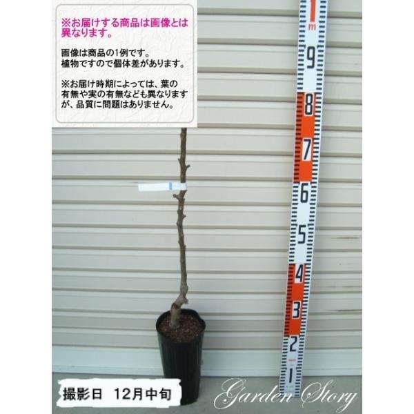 《予約販売商品について》■■発送は２０２６年１２月中旬以降を予定しております■■配送日時指定をご希望の方は２０２６年１２月２０日以降でご指定下さい（※ご指定がない場合は最短にて発送です。堀上順にご用意ができたご注文から出荷となります。また、...