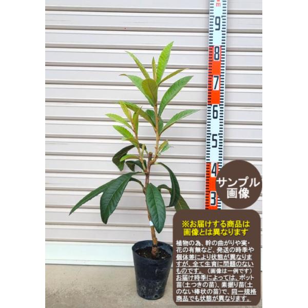 果樹苗木:びわ:ＢＮ21号,びわ,果樹,苗木,枇杷