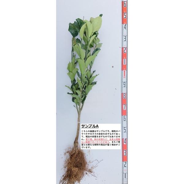 《予約販売商品について》■■発送は２０２６年３月中旬以降を予定しております■■配送日時指定をご希望の方は２０２６年３月２０日以降でご指定下さい（※ご指定がない場合は最短にて発送です。堀上順にご用意ができたご注文から出荷となります。また、出荷...