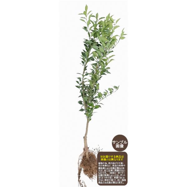 《予約販売商品について》■■発送は２０２６年３月中旬以降を予定しております■■配送日時指定をご希望の方は２０２６年３月２０日以降でご指定下さい（※ご指定がない場合は最短にて発送です。堀上順にご用意ができたご注文から出荷となります。また、出荷...