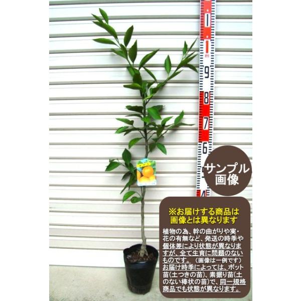 鬼ゆず　獅子ゆず　香酸類　柑橘　素掘り苗　新苗　果樹苗木　ガーデンストーリー