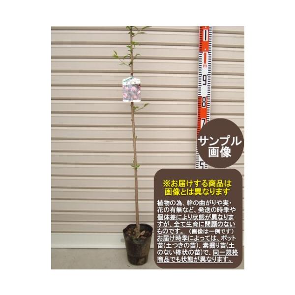 《予約販売商品について》■■発送は２０２６年１月中旬以降を予定しております■■配送日時指定をご希望の方は２０２６年１月２０日以降でご指定下さい（※ご指定がない場合は最短にて発送）※通常発送商品や発送月の異なる予約販売商品との同一カートでのご...