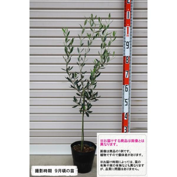 ミッション　オリーブ　苗　花木苗木　常緑樹　庭木　ガーデンストーリー