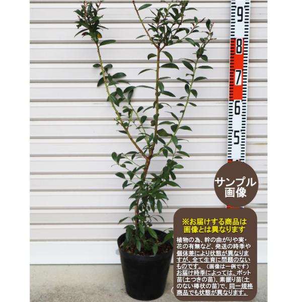 ※発送月の異なる販売商品(予約と通常発送や12月予約と3月予約 等）の同一カートでのご注文はご遠慮下さい。　果樹苗木　ガーデンストーリー