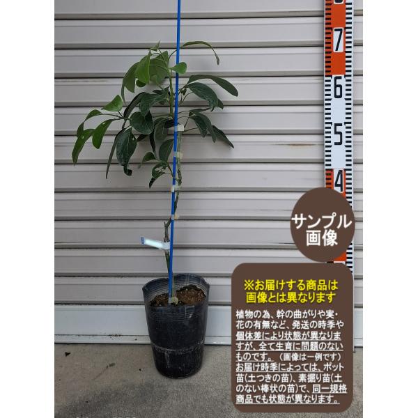 この商品は熱帯果樹です。寒波が予想される場合は発送を春以降の暖かくなってきた時期（３月下旬ごろ）までお待ちいただくことがございます。その場合は、通常発送の商品との同梱ができない場合がございます。