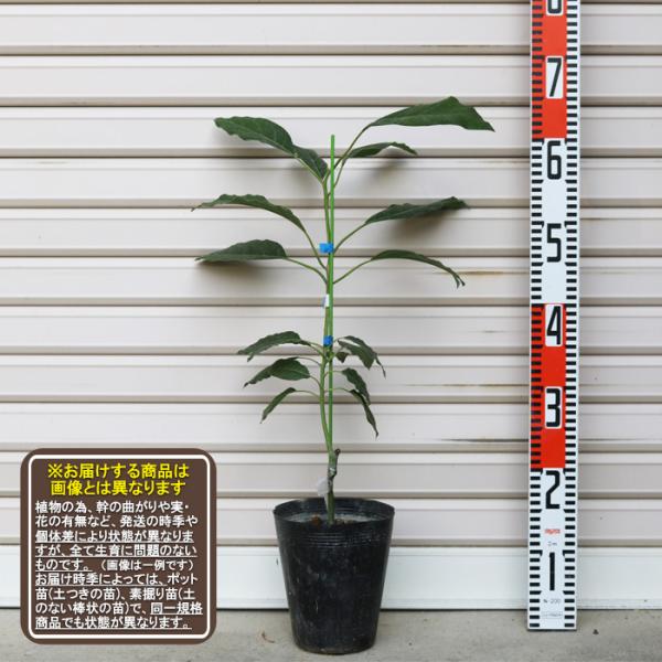 この商品は熱帯果樹です。寒波が予想される場合は発送を春以降の暖かくなってきた時期（３月下旬ごろ）までお待ちいただくことがございます。その場合は、通常発送の商品との同梱ができない場合がございます。