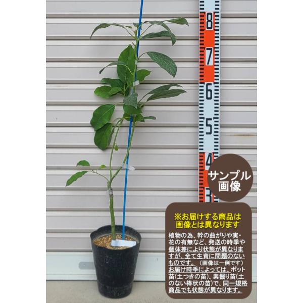 ピンカートン　ぴんかーとん　アボカド　ワニナシ　熱帯果樹　果樹苗木　ガーデンストーリー