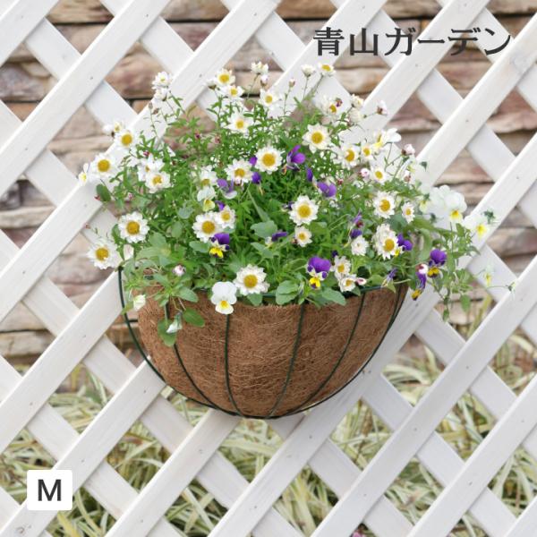 ■商品名：ウォールハンギングバスケットM■コード：34861900壁掛けタイプのハンギングバスケット。ラティスなどに掛けて空間を飾れるおしゃれなアイテムです。【商品情報】サイズ：約幅32×奥行16×高さ16.5cm内寸：約幅31×奥行15×...
