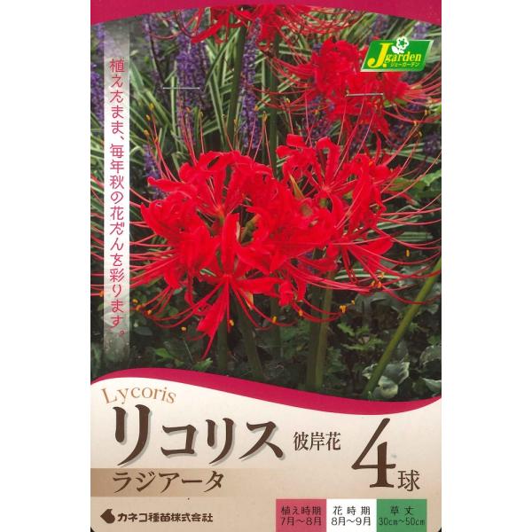 植え付け時期　7月〜8月鑑賞時期  9月  草丈　30〜50cm主な用途 鉢植え 花壇向き植え方地植え・花壇の場合　球根２個分程度の深さに植えて下さい。鉢植えでは、２cm程度の深さに植えてください。地植え・花壇の場合は、球根２個分の間隔、鉢...
