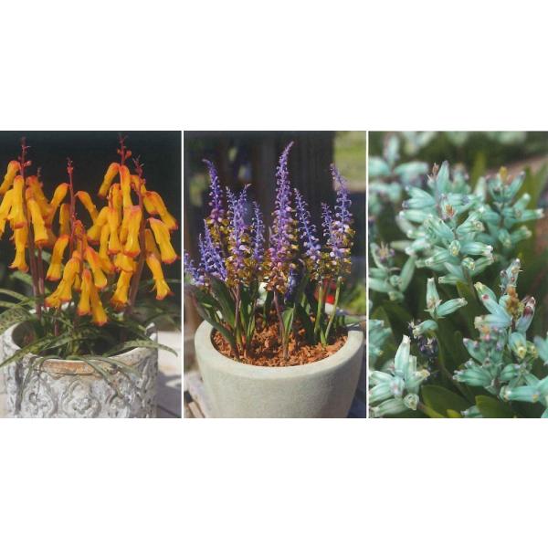 ★北海道・沖縄・その他一部地域への配送受付終了のお知らせ★大変申し訳ございません。こちらの商品は、北海道・沖縄・その他一部地域への配送が出来なくなりました。システム上、該当地域へのご注文は可能ですが、後程店舗が確認次第（受注確認のメール送信...