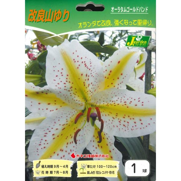 この改良やまゆりは病気に強く、花はやや上向きに咲きます。芳香があるのが特徴です。植え付け時期 10月〜3月鑑賞時期 7月〜8月草丈　　 130〜150cm主な用途 切り花　鉢植え　花壇　向き植え方　地植えの場合　深さ20〜30cm程度に深く...