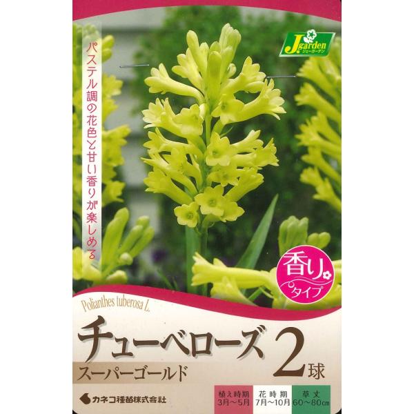 ●「チューベローズ 」別名「月下香」とも呼ばれ、芳香の花として有名です。・真夏の日差しがやや弱くなる夕方ごろから強い芳香を放ち、夜になっても香りが続きます。・ヨーロッパでは、香水の材料やレイの花として人気があります。●夏の夜によく香る花は、...