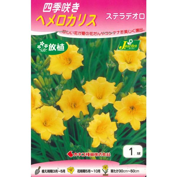 希少で珍しい花が夏の花壇やコンテナを美しく演出！●植え付け時期　3月〜5月  ●開花期  　　　5月〜10月  ●草丈　　　　　30〜50cm前後  ●主な用途　　　切り花　花壇　鉢植え　コンテナ●商品規格　　　レッテル付き袋詰め●商品画像...