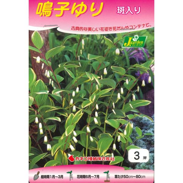 ★北海道・沖縄・その他一部地域への配送受付終了のお知らせ★大変申し訳ございません。こちらの商品は、北海道・沖縄・その他一部地域への配送が出来なくなりました。システム上、該当地域へのご注文は可能ですが、後程店舗が確認次第（受注確認のメール送信...