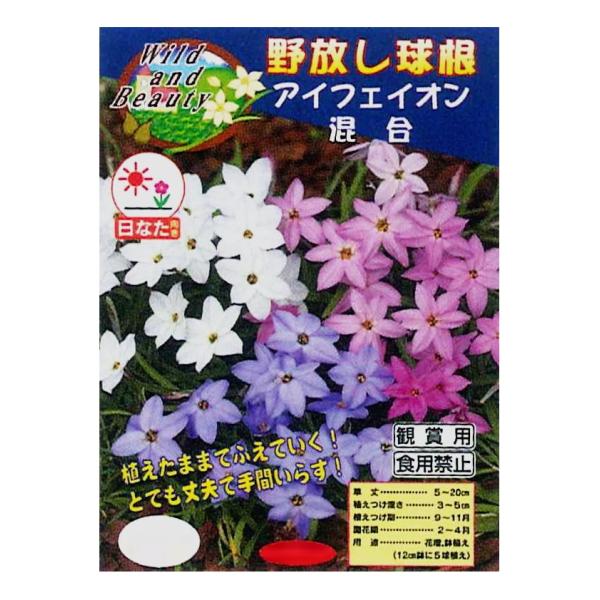 手間のかからない簡単に育つ球根です。別名スプリングスターフラワー。初春からかわいらしい花が次々に咲き始めるのが魅力的です！○植え付け時期　9月〜11月  ○鑑賞時期  2月〜4月  ○草丈　5〜20cm  ○主な用途 鉢植え 花壇向き○植え...