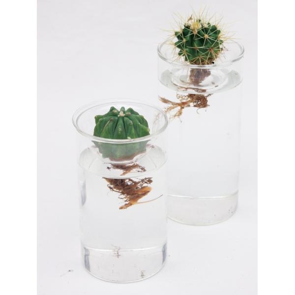 水換え簡単！美しく育つ！球根用フラワーベース・球根を置く上部の皿と水入れが別になっているので、茎を傷めずに簡単に水の取り替えができます。・球根水栽培のほか、切り花を生けるフラワーベースとしても使え、年間を通じ季節に合わせて楽しめます。・上皿...