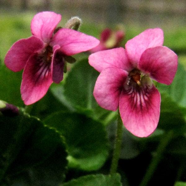 四季咲き性でパステル調の花がとても素敵！ニオイスミレは非常に香が強く、ひと花飾っておくだけで室内に香が満ちるほどの強い香を放つ植物です。フランスの元皇帝ナポレオンが愛した植物でもあるそうです。花は砂糖漬けにしたり、香水の原料などに使用します...