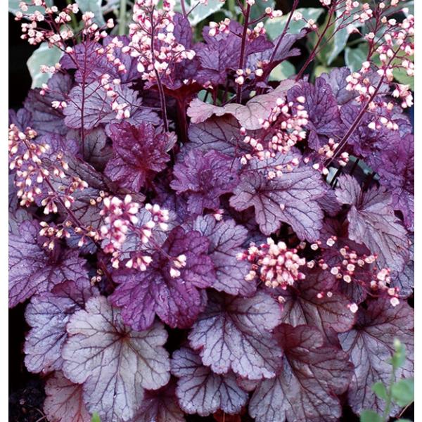 シルバーがかった紫の葉色、葉脈も非常に美しく、シックな印象を与えます。春：一年の中で最も鮮やかな時期です。ヒューケラ最大の魅力「美しい葉色」を存分に楽しめます。初夏：春〜初夏にベル型の小さな花が集まって咲きます。鮮やかな葉とのコントラストを...