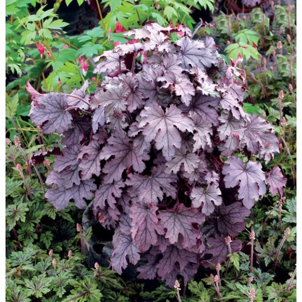 ヒューケレラとしては珍しい紫系の品種で、夏には葉色がシルバーに変化します。花色は明るいピンクで、花期が長く繰り返し咲きます。中型の品種になります。春：一年の中で最も鮮やかな時期です。ヒューケラ最大の魅力「美しい葉色」を存分に楽しめます。初夏...