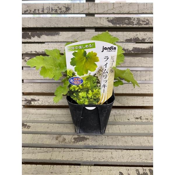 ライムグリーン色で縁がカールした葉が特徴です。春：一年の中で最も鮮やかな時期です。ヒューケラ最大の魅力「美しい葉色」を存分に楽しめます。初夏：春〜初夏にベル型の小さな花が集まって咲きます。鮮やかな葉とのコントラストを楽しめます。夏：直射日光...