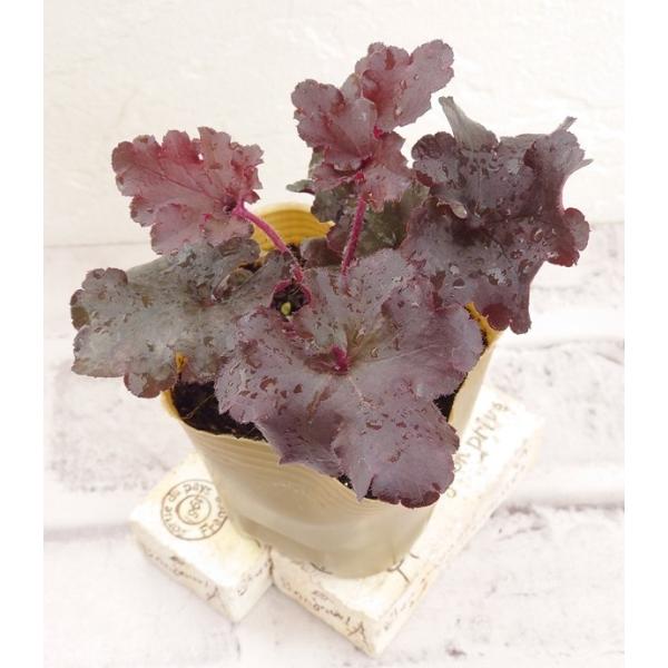 黒葉でフリンジ状の縁が特徴の、丈夫で育てやすい品種です。寄せ植えなどに入れると葉色がアクセントとなり、存在感のあるわき役として欠かせません！大型種で、花色はベージュホワイトです。