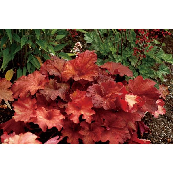 季節により葉色が変化します。春先は赤が強く、秋に向けて琥珀色に変わっていきます。耐寒性あり（−15℃位）。寒さに強いので秋〜冬のガーデニングにもおすすめです。夏はシェードガーデンリーフ（日陰植物）としてもお楽しみいただけます。葉色は季節や置...