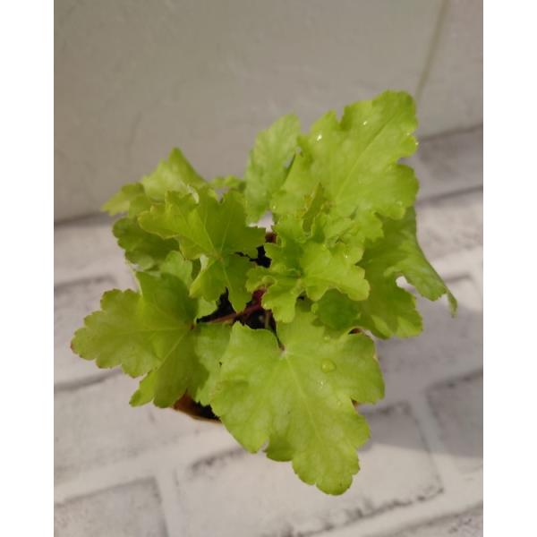 中型ですが、やや大きく育ちます。葉の縁が波打ち、明るいライムグリーンの葉色は存在感があります。他のライム系よりも丈夫で育てやすいです。春：一年の中で最も鮮やかな時期です。ヒューケラ最大の魅力「美しい葉色」を存分に楽しめます。初夏：春〜初夏に...