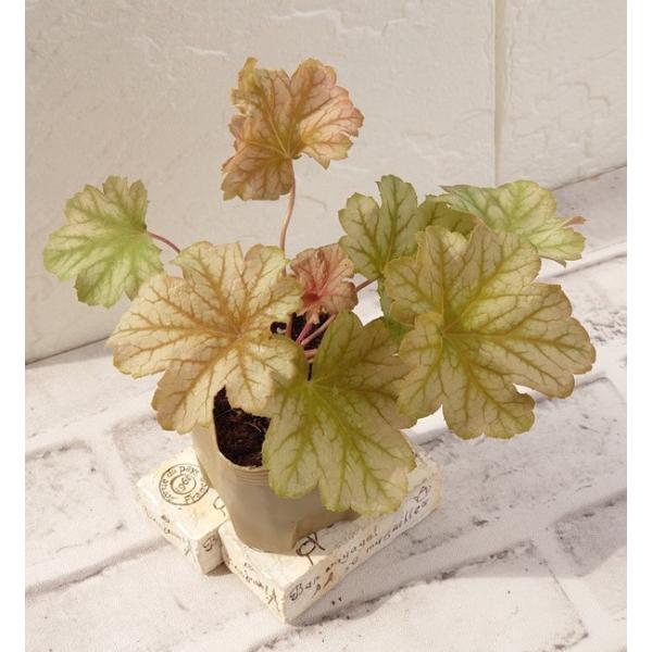 季節により葉色が変化♪ハニーゴールド、オレンジブラウン、ライムグリーンと、常に葉色が入り混じるニュアンスカラーが魅力です。中型種で、丈夫で育てやすいです。