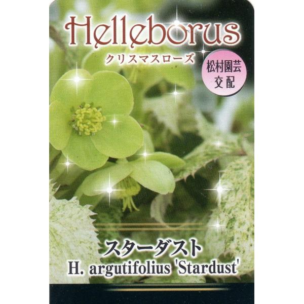 鋸葉のある葉が美しい有茎のアグチフォリウス種に白色のチリ斑が入った品種です。新葉が薄いピンクがにじむような白から、薄い黄色に緑と絶妙なコントラストの斑が浮き出てきて変化を楽しめます。