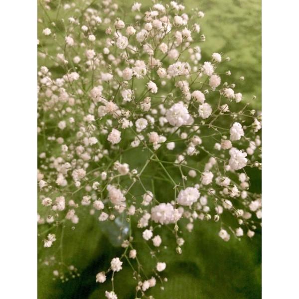 人気の宿根かすみ草エスメラルダ社のパテント種。夏場にも大変強く、花付きに優れる宿根かすみ草です。株姿も良く、育てやすい品種です。非常に開花期が長く暑さに耐え、夏中咲いてます。切花としてアレンジなどにも使えます。