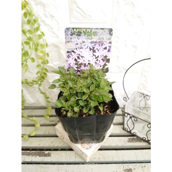 爽やかなブルーの花が広がり、初夏の庭を涼しげに演出。グランドカバーはもちろん寄せ植えにも。