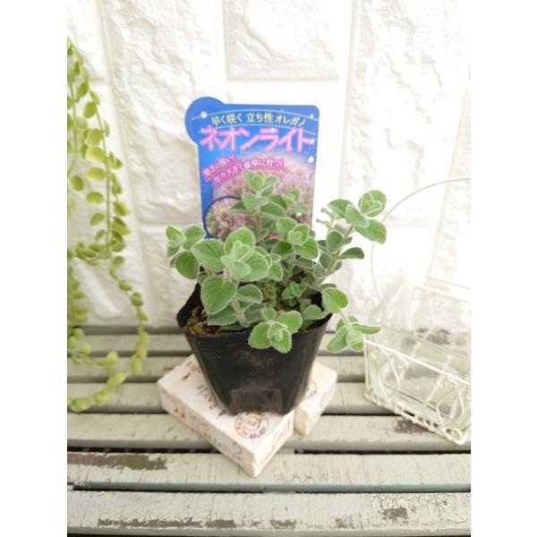 立ち性早生タイプのオレガノです。光を好み、日当たりが良いほど花が多くつきます。寒冷地でも宿根し、年を重ねるごとに見事な花つきを楽しむことができます。