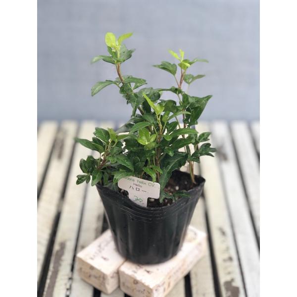 一年中楽しめる丈夫なツル性植物です。お部屋のインテリアグリーンや寄せ植えやハンギングなど、ガーデニングに最適です。