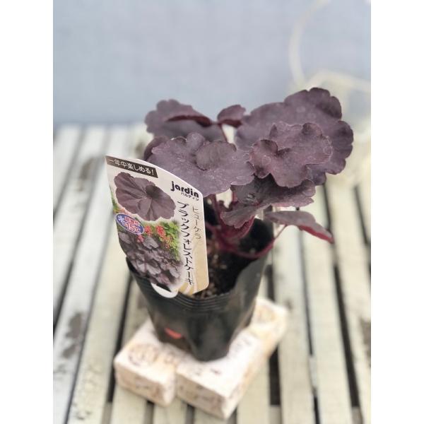 黒色の小型種。花色は赤で、くっきりと浮き出た葉脈とのコントラストがとても美しい。 シェードガーデンにもオススメです。   春：一年の中で最も鮮やかな時期です。ヒューケラ最大の魅力「美しい葉色」を存分に楽しめます。初夏：春〜初夏にベル型の小さ...