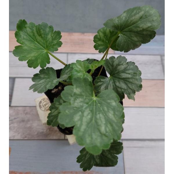 グリーン系のヒューケラです。ライムグリーン〜濃い色のグリーンまで、葉色のグラデーションが綺麗です。葉脈が美しく見えるのも特徴です。春：一年の中で最も鮮やかな時期です。ヒューケラ最大の魅力「美しい葉色」を存分に楽しめます。初夏：春〜初夏にベル...