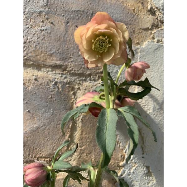 ミヨシのクリスマスローズは美しい！