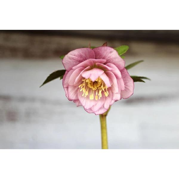 クリスマスローズといえば、一般的に流通するものはオリエンタリスを基としたハイブリッドが定番です。欧米ではキリスト教の四旬節（レント）の頃に咲くので「レンテンローズ」と呼ばれています。花色、花形のバリエーションが多いのも特徴です。耐寒性、耐暑...