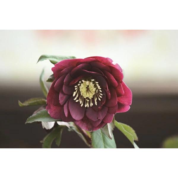 クリスマスローズといえば、一般的に流通するものはオリエンタリスを基としたハイブリッドが定番です。欧米ではキリスト教の四旬節（レント）の頃に咲くので「レンテンローズ」と呼ばれています。花色、花形のバリエーションが多いのも特徴です。耐寒性、耐暑...