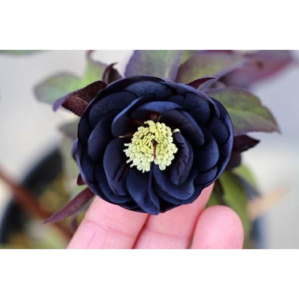 クリスマスローズといえば、一般的に流通するものはオリエンタリスを基としたハイブリッドが定番です。欧米ではキリスト教の四旬節（レント）の頃に咲くので「レンテンローズ」と呼ばれています。花色、花形のバリエーションが多いのも特徴です。耐寒性、耐暑...