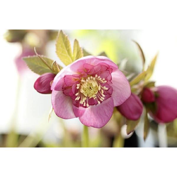 クリスマスローズといえば、一般的に流通するものはオリエンタリスを基としたハイブリッドが定番です。欧米ではキリスト教の四旬節（レント）の頃に咲くので「レンテンローズ」と呼ばれています。花色、花形のバリエーションが多いのも特徴です。耐寒性、耐暑...