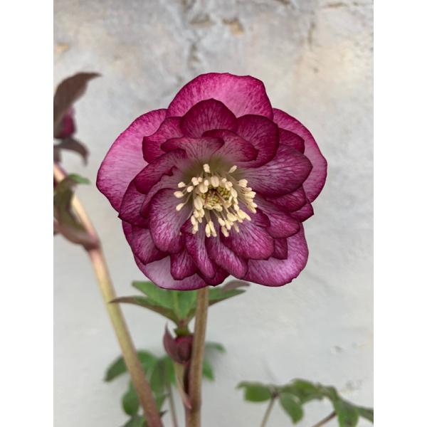 愛好家を魅了するミヨシのクリスマスローズ！赤みがかった紫色の花弁が鮮やかなバイカラー咲き。八重咲きで中輪タイプ。