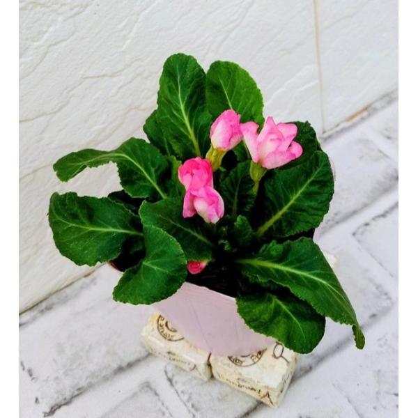 〜見元園芸〜「うさぎ型ビオラ」をはじめとするビオラやパンジー、4つ葉〜7つ葉クローバーなど、オリジナルの品種改良や販売をしています。さらに、見元園芸のオリジナル品種は、海外でも評価されつつあります。プリムラ　シャルムミックスは、見元園芸さん...