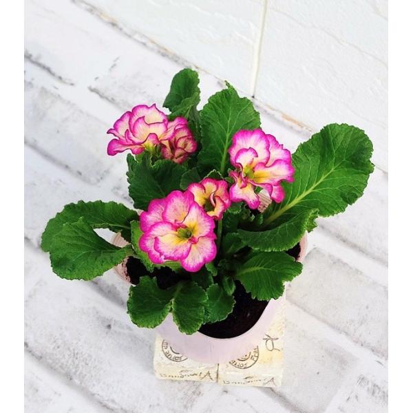 〜見元園芸〜「うさぎ型ビオラ」をはじめとするビオラやパンジー、4つ葉〜7つ葉クローバーなど、オリジナルの品種改良や販売をしています。さらに、見元園芸のオリジナル品種は、海外でも評価されつつあります。プリムラ　シャルムミックスは、見元園芸さん...