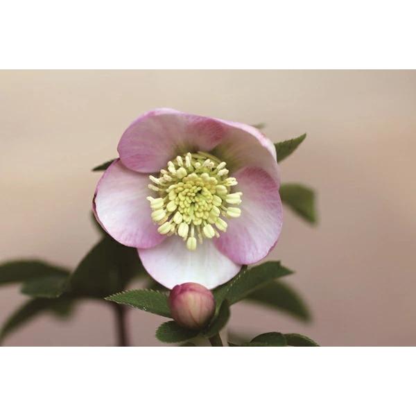 淡いピンクが愛らしい一重咲き淡いピンク色の花弁で一重咲きの株を目指して交配された苗です。愛らしい雰囲気がありお庭を可愛く演出します。