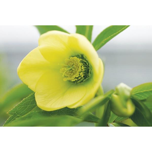 爽やかなイエローの一重咲き黄色の花弁で一重咲きの株を目指して交配された苗です。爽やかで優し気な雰囲気作りにピッタリです。