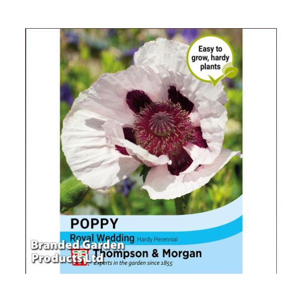 王室の結婚式を彷彿とさせる優雅で洗練された美しさを持ち、白く輝く花びらと、鮮やかな黒を基調とした花の中心が特徴で、見る者を魅了します。庭に咲くと、その美しさで一際目立ち、どんな花壇にも華やかさを加えることでしょう。※ロットにより共通パッケー...