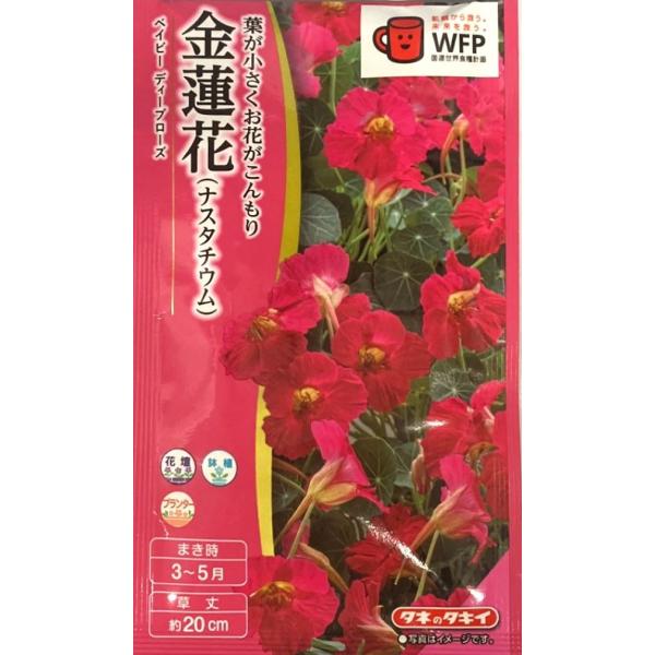 珍しい濃いローズの花色と、深みのある緑の葉色が美しい、ユニークな品種です。コンパクトに生育し、狭いスペースの植栽やポット、プランターでも楽しめます。