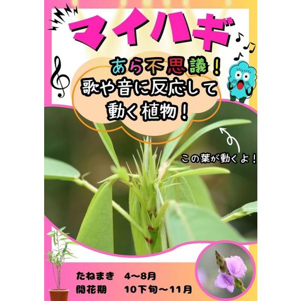 中国では「踊舞草」と呼ばれています。温度が30℃くらいになると小さな葉っぱがよく動き、特に子供や女性の声など、高い音に反応しやすいです。そして夜になると踊り疲れて眠ります。成長すると晩秋にきれいな花を咲かせます。